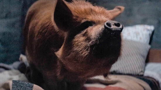 Pig Review - Nicolas Cage Shines | Small Screen